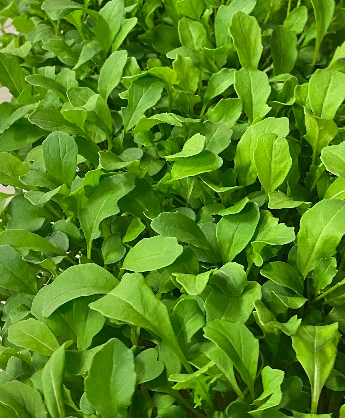 SkyFarms | Controlled Environment Agriculture for Canada