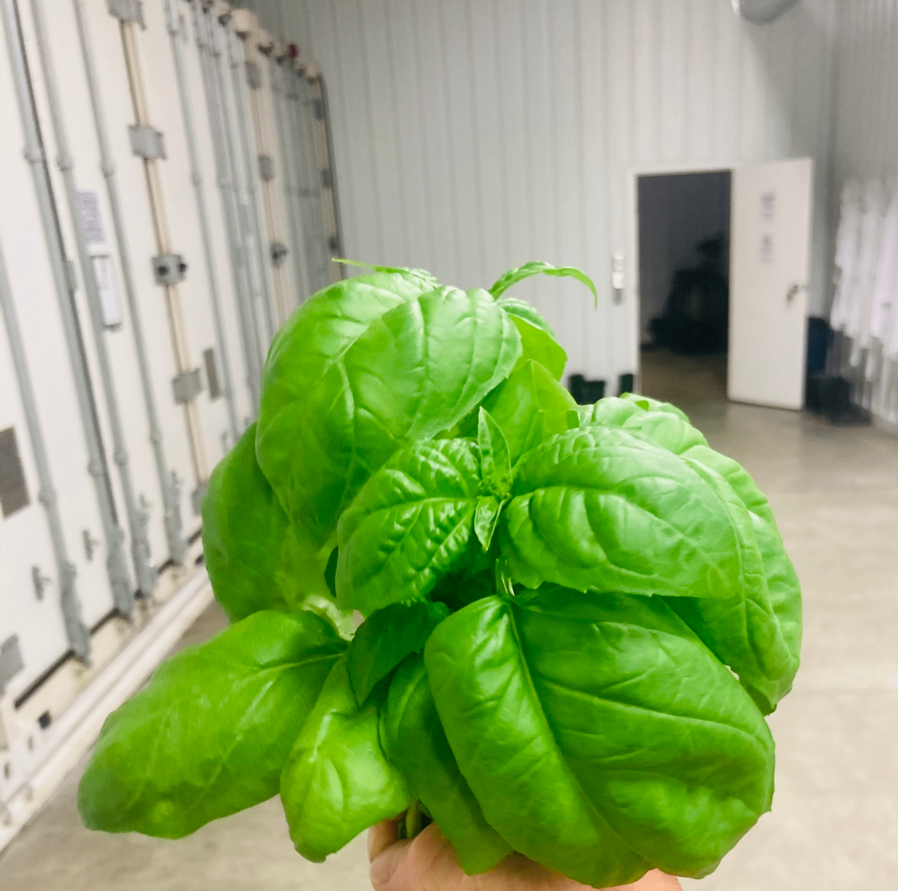 SkyFarms | Controlled Environment Agriculture for Canada